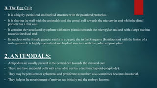 Types of embryo sac in plants. | PPTX