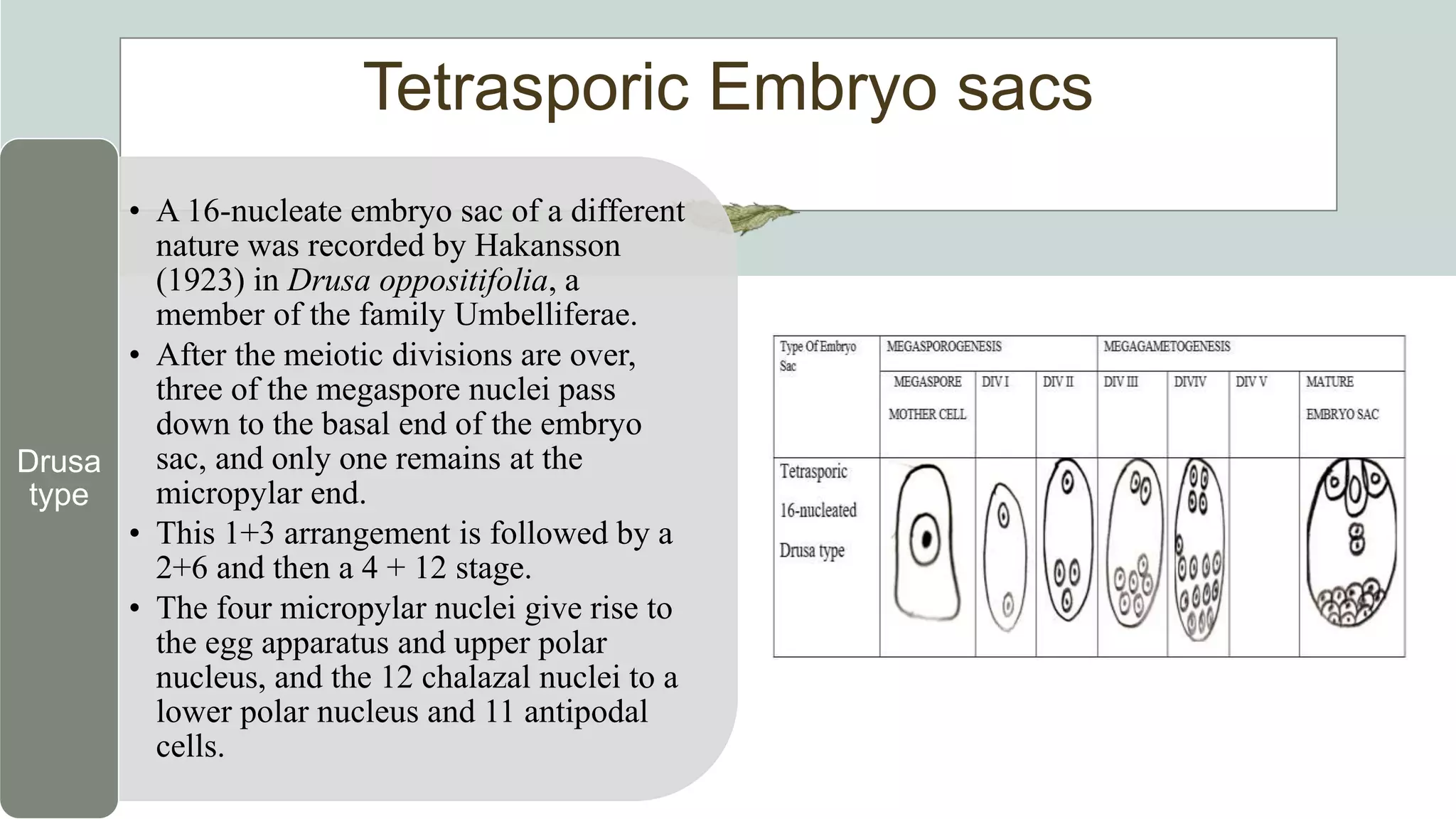 Types of Embryosacs KR.pptx