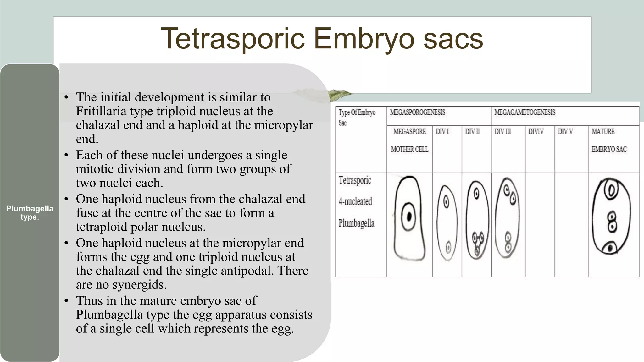 Types of Embryosacs KR.pptx