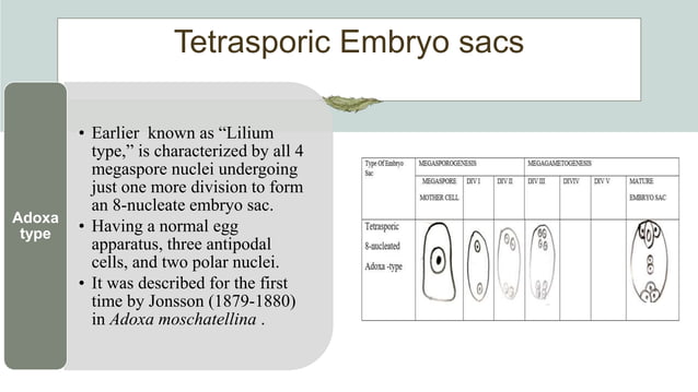 Types of Embryosacs KR.pptx | Biological Sciences | Science