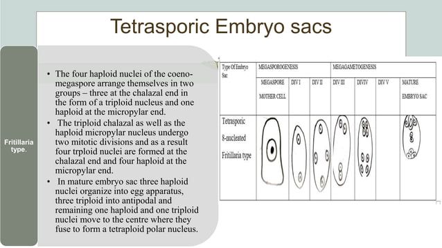 Types of Embryosacs KR.pptx | Biological Sciences | Science