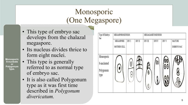 Types of Embryosacs KR.pptx | Biological Sciences | Science