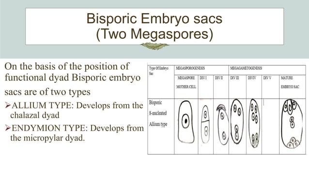 Types of Embryosacs KR.pptx | Biological Sciences | Science