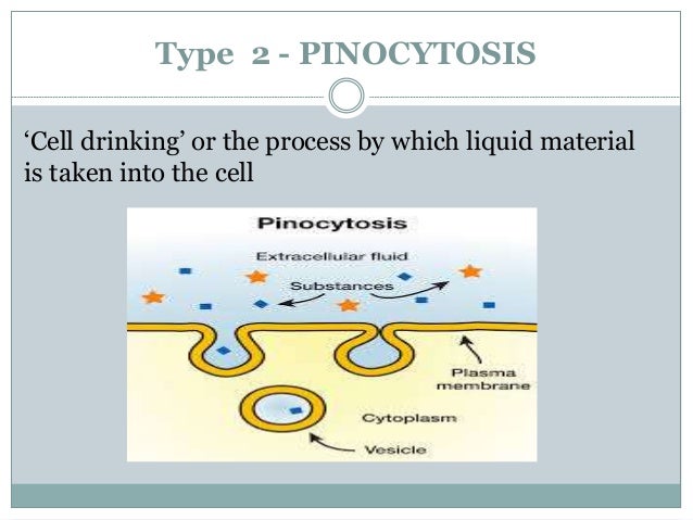 Endocytosis Definition Types Examples With Diagram