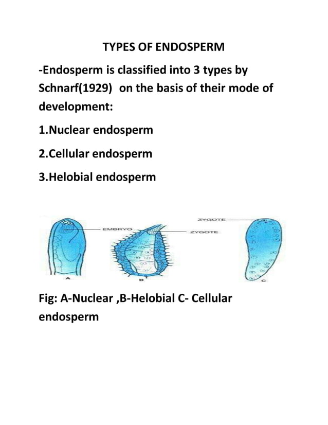 Types Of Endosperm