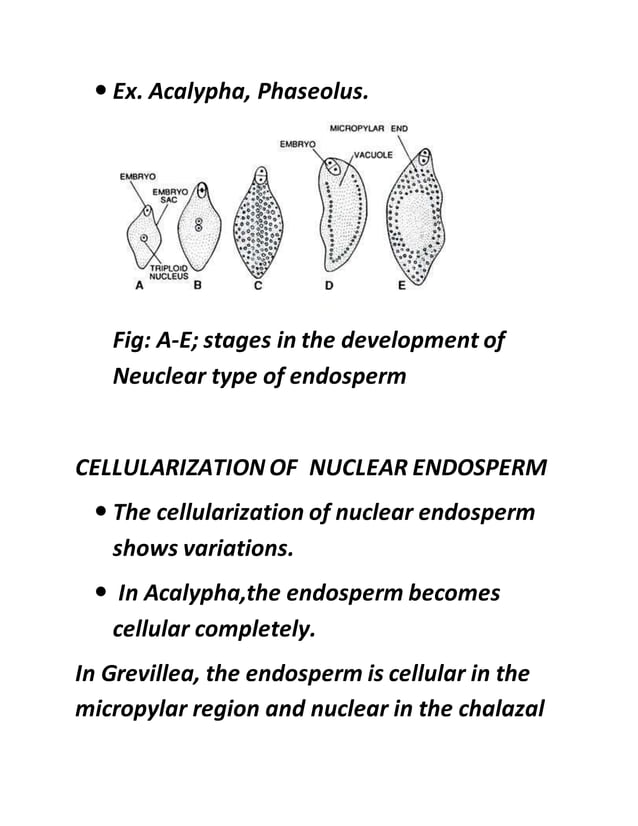 Types Of Endosperm