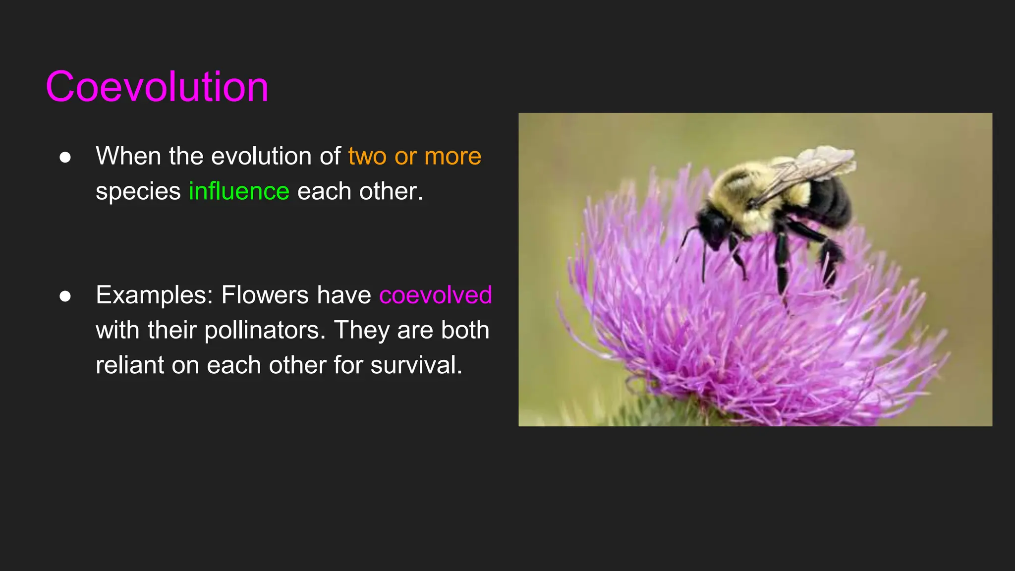 Types of Evolution Powerpoint for High School Biology | PPTX