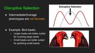 Types of Evolution Powerpoint for High School Biology | PPTX