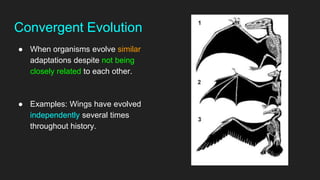Types of Evolution Powerpoint for High School Biology | PPTX