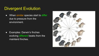 Types of Evolution Powerpoint for High School Biology | PPTX
