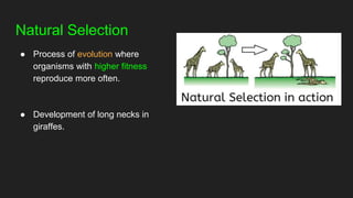 Types of Evolution Powerpoint for High School Biology | PPTX