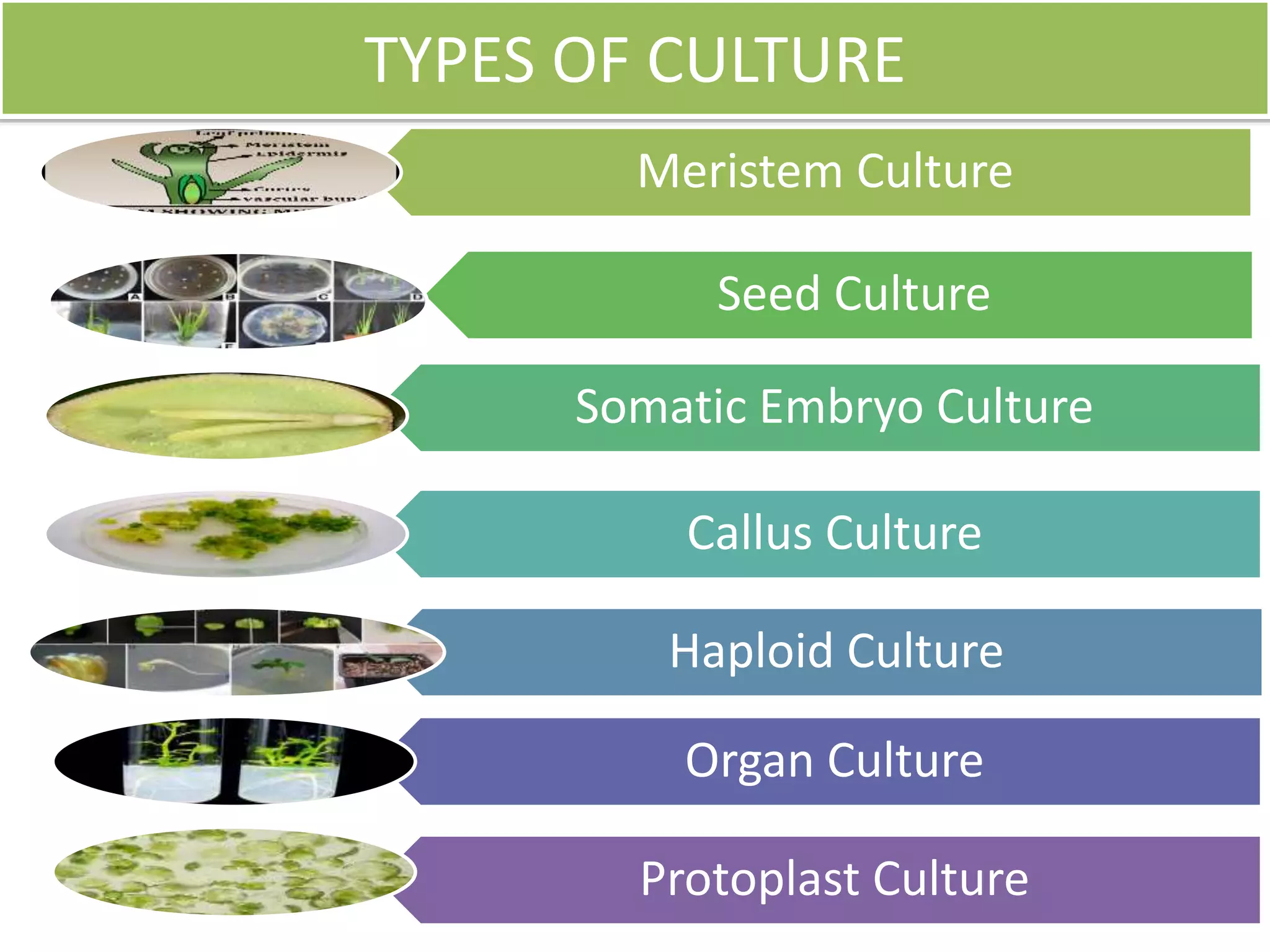 Types of explant and culture | PPTX