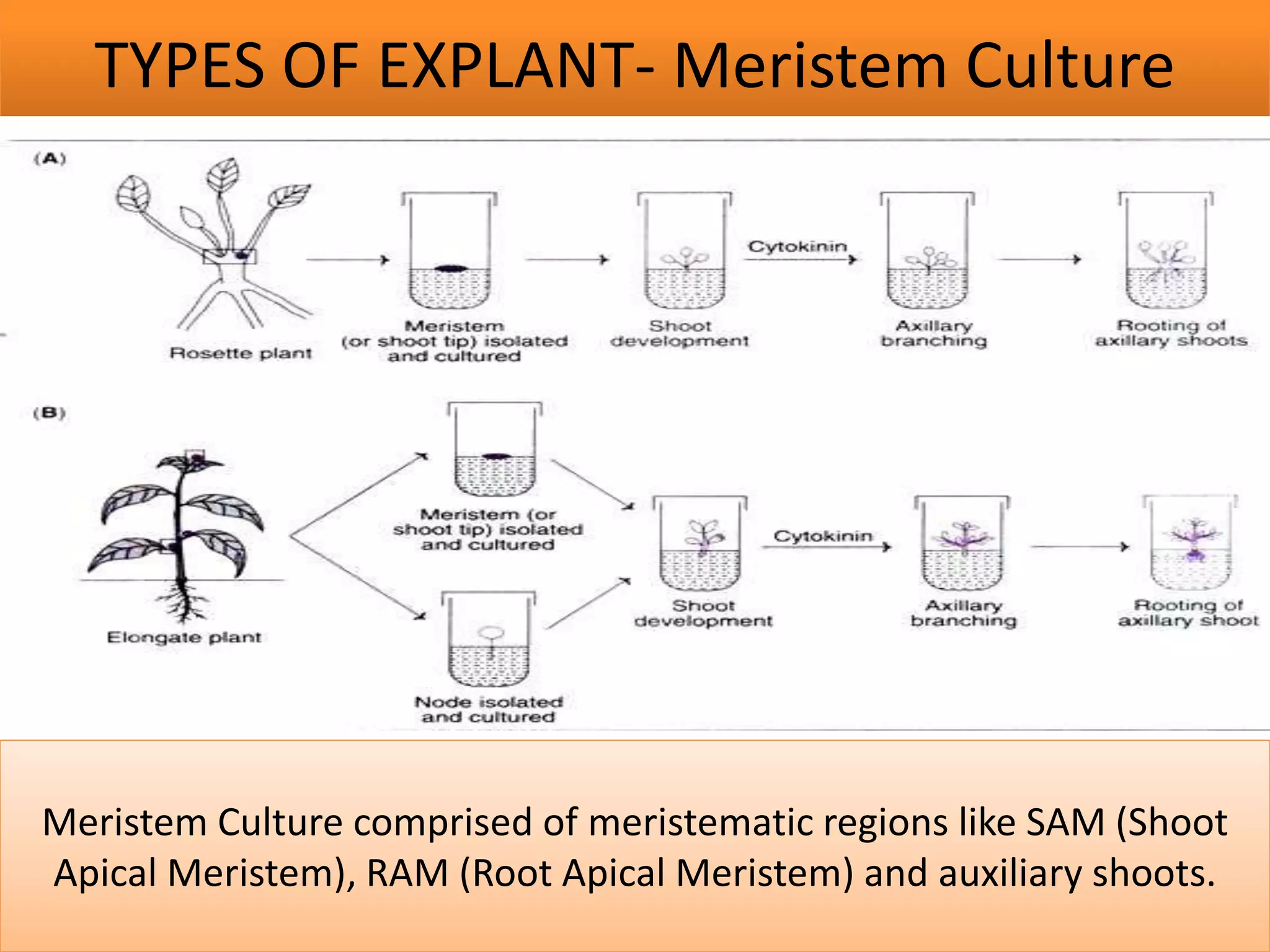 Types of explant and culture | PPTX