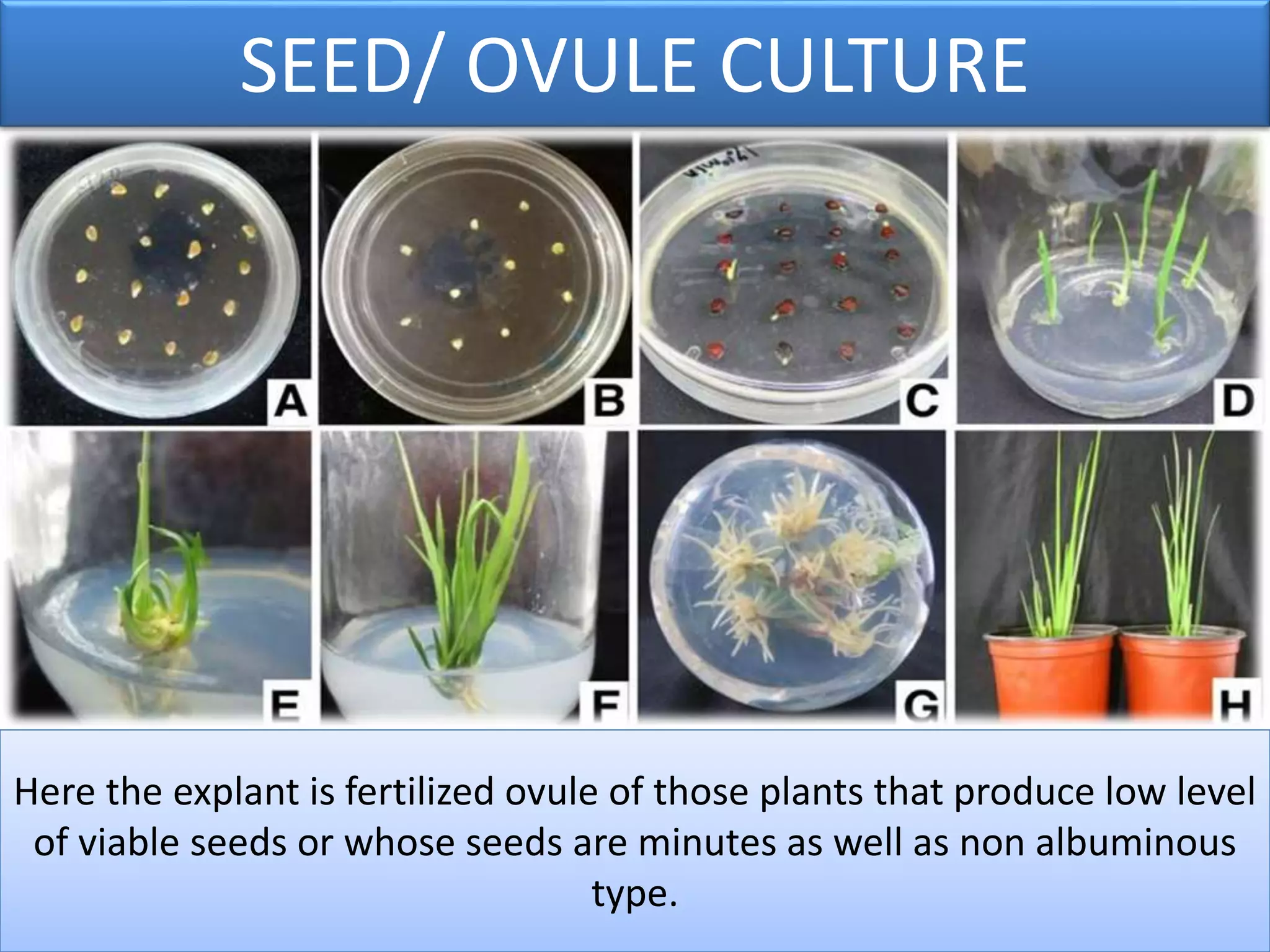 Types of explant and culture | PPTX
