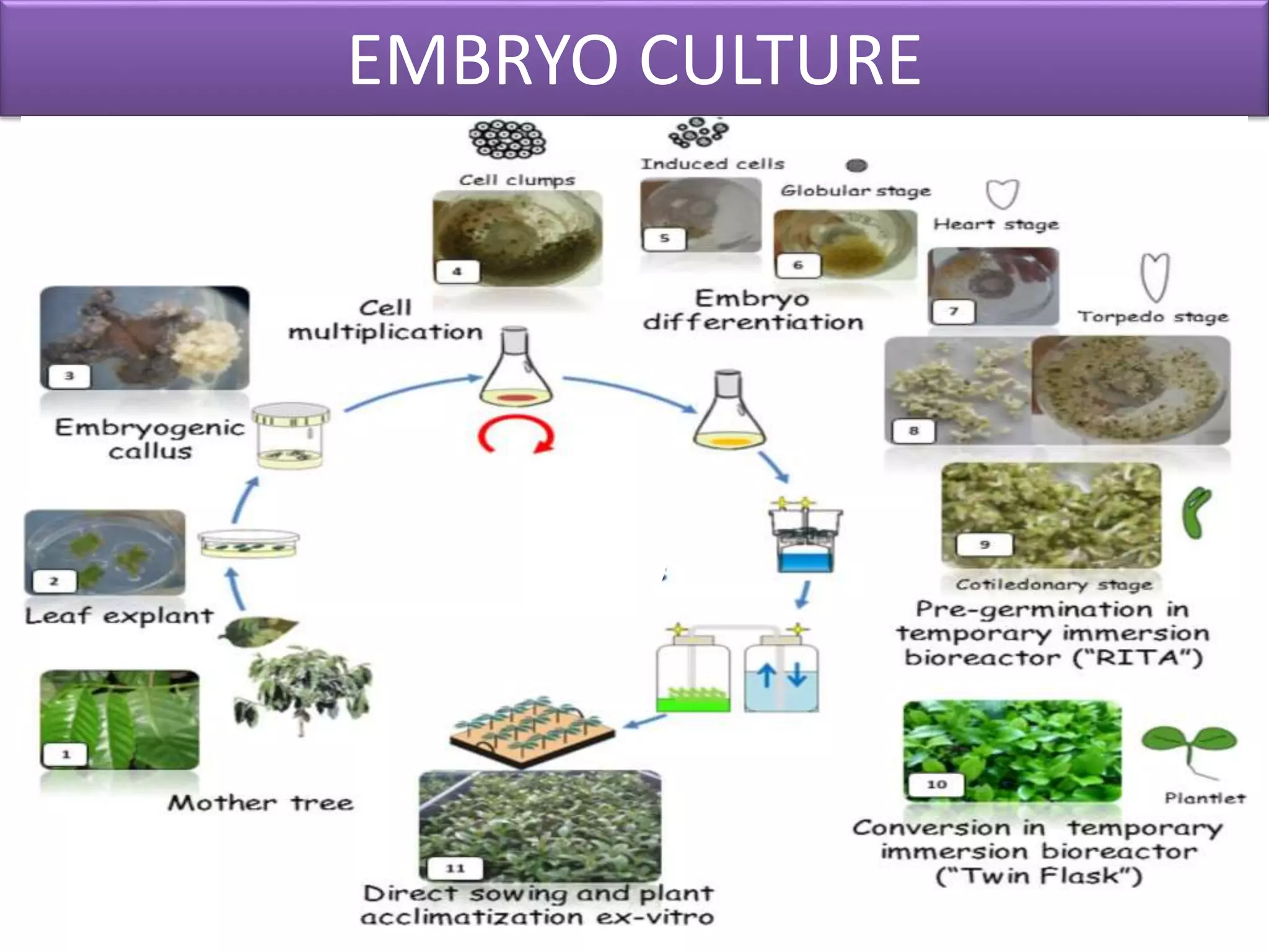 Types of explant and culture | PPTX