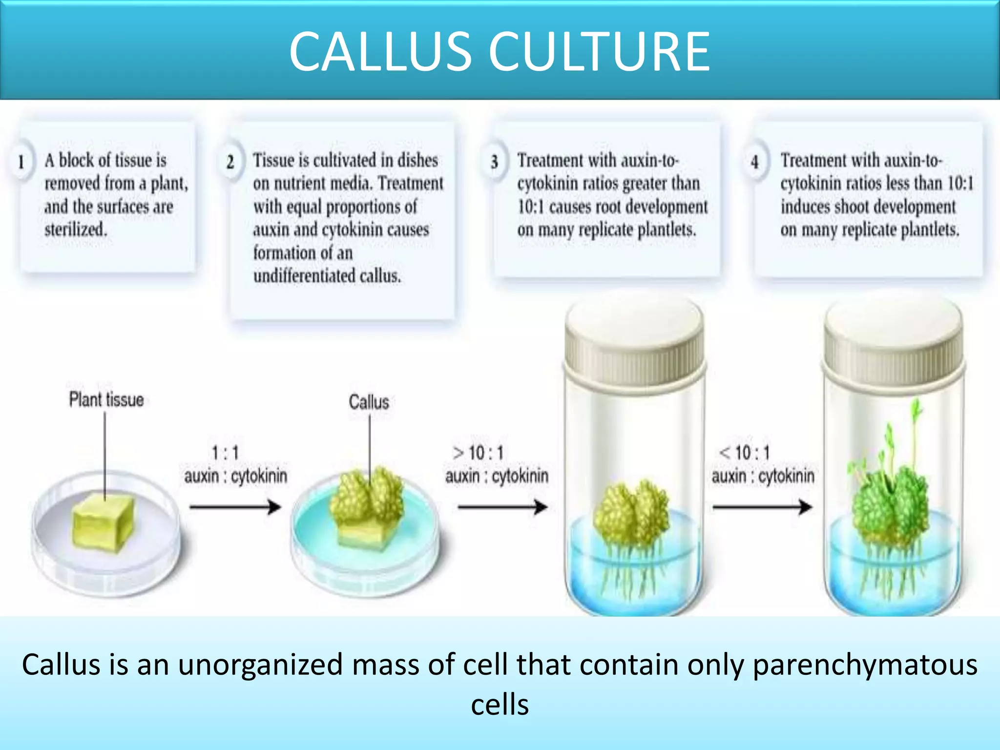 Types of explant and culture | PPTX
