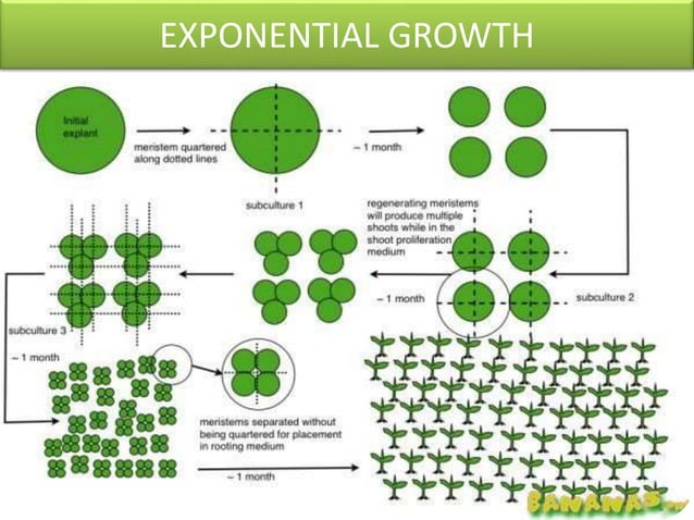 Types of explant and culture | PPTX | Gardening | Home & Garden