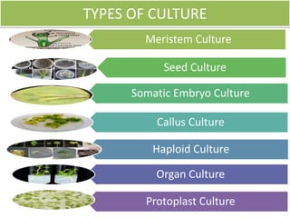 Types of explant and culture | PPTX