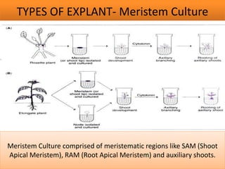 Types of explant and culture | PPTX