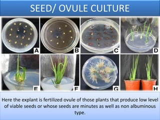 Types of explant and culture | PPTX