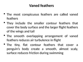 typesoffeathers-230206161850-f3916cf3.pptx