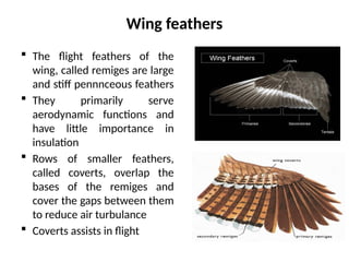 typesoffeathers-230206161850-f3916cf3.pptx