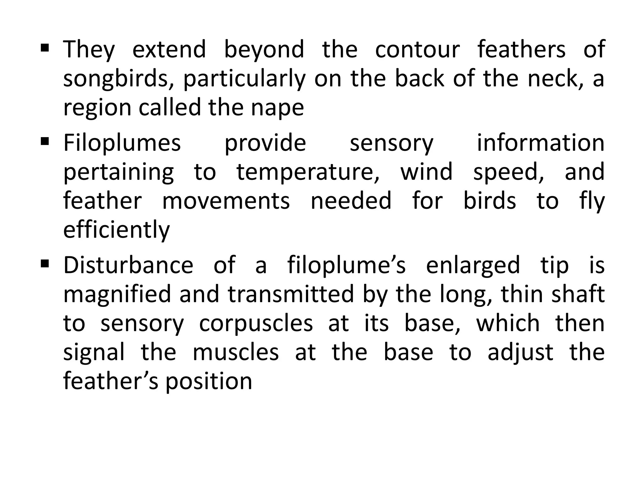 Types of Feathers.pptx