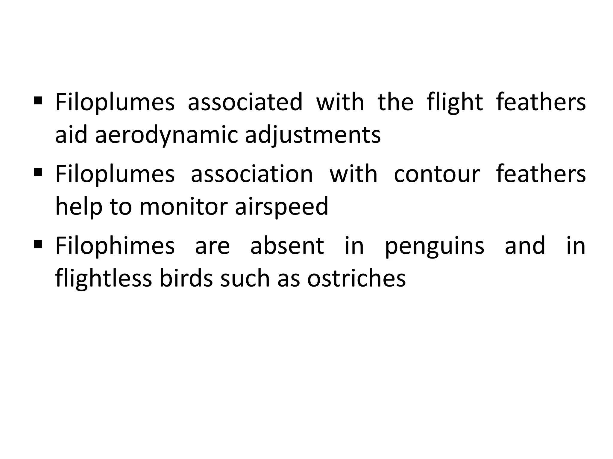 Types of Feathers.pptx