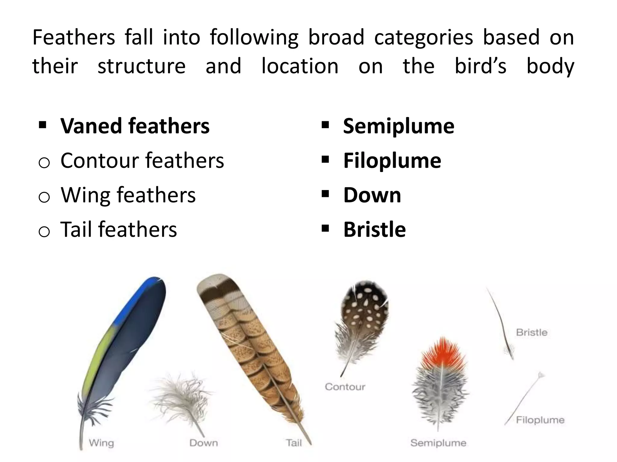 Types of Feathers.pptx