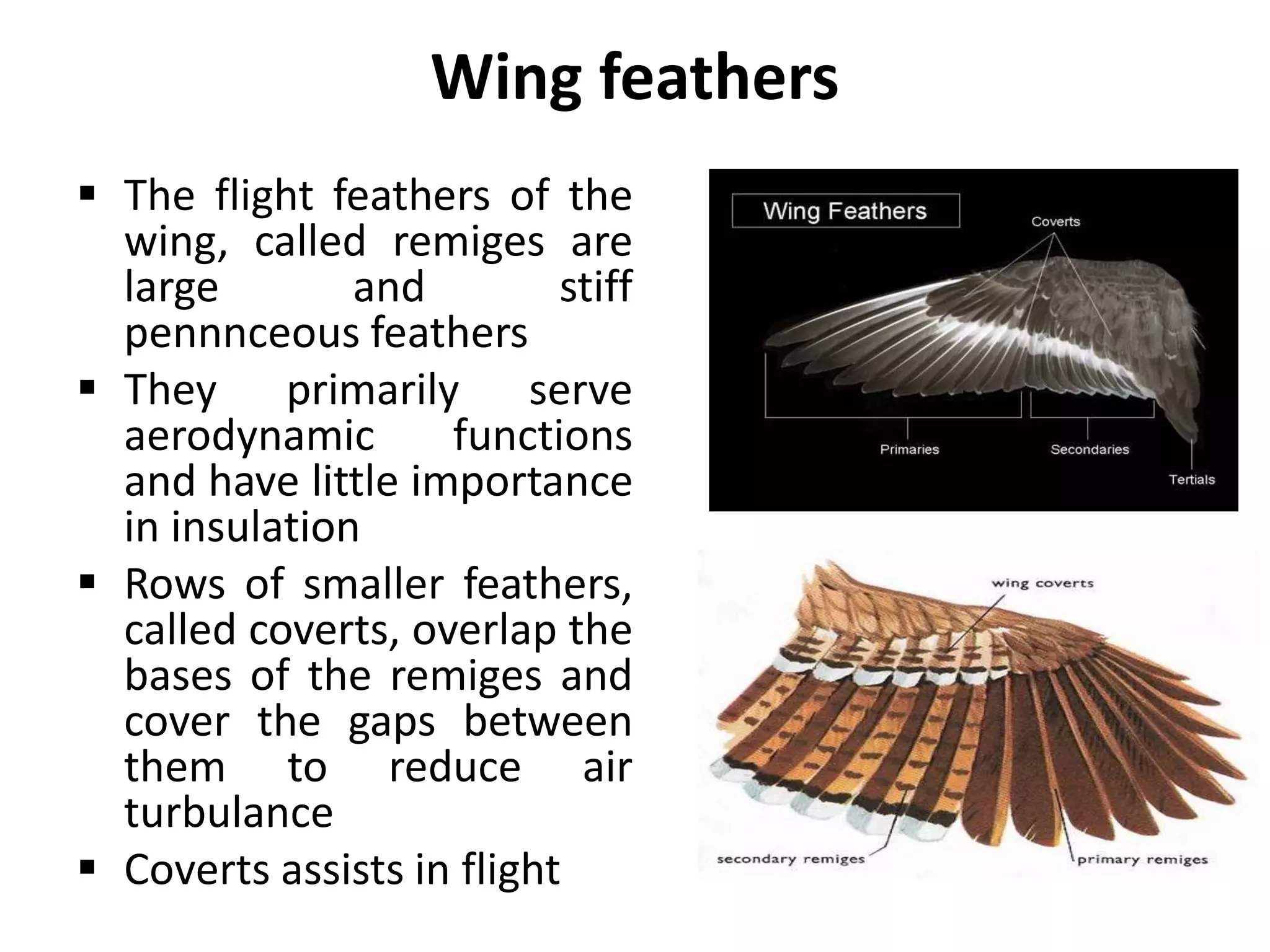 Types of Feathers.pptx