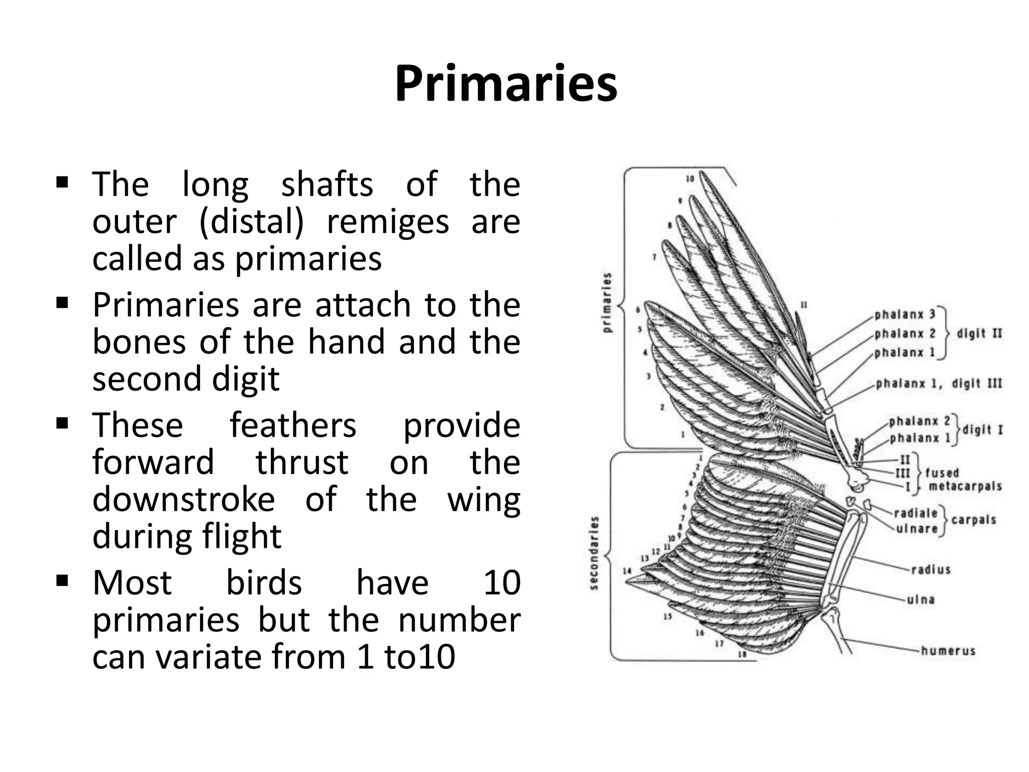 Types of Feathers.pptx
