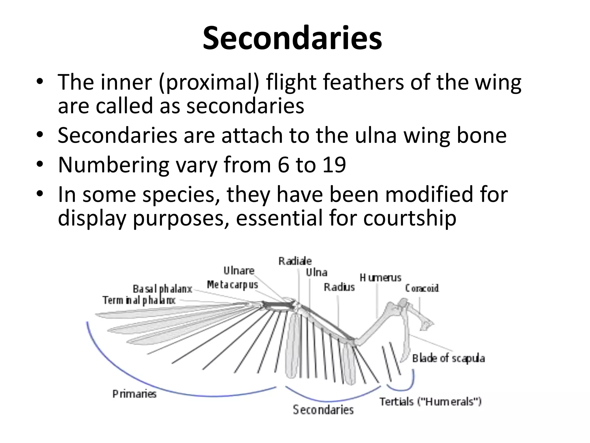 Types of Feathers.pptx