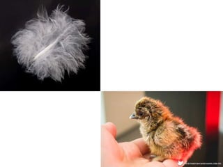 Types of Feathers.pptx