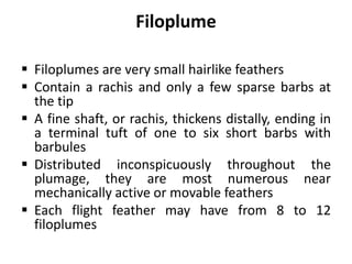Types of Feathers.pptx