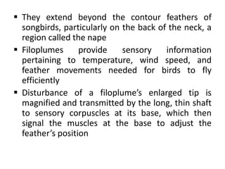 Types of Feathers.pptx