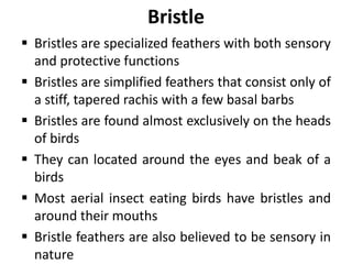 Types of Feathers.pptx