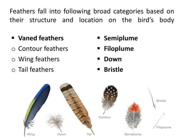 Types of Feathers.pptx