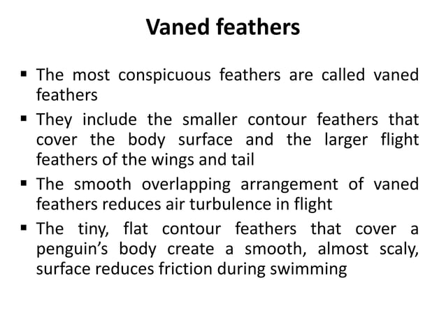 Types of Feathers.pptx