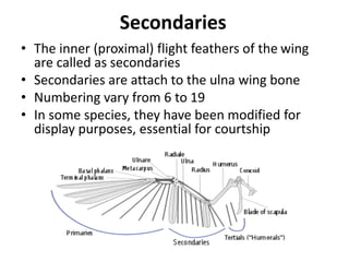 Types of Feathers.pptx