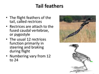Types of Feathers.pptx