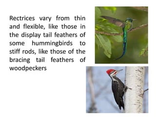 Types of Feathers.pptx