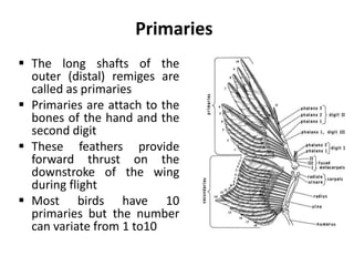 Types of Feathers.pptx