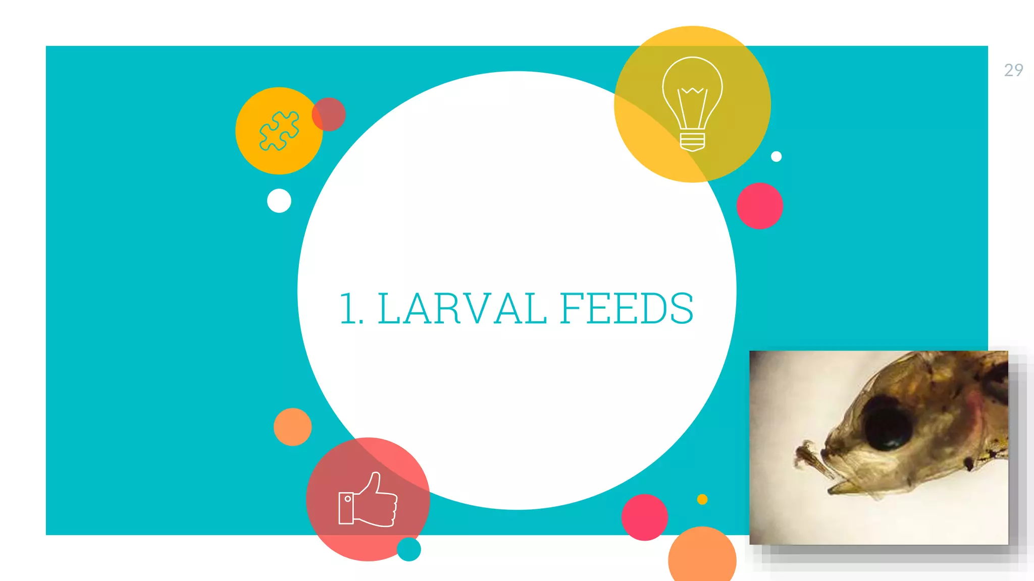 Types of feed | PPTX