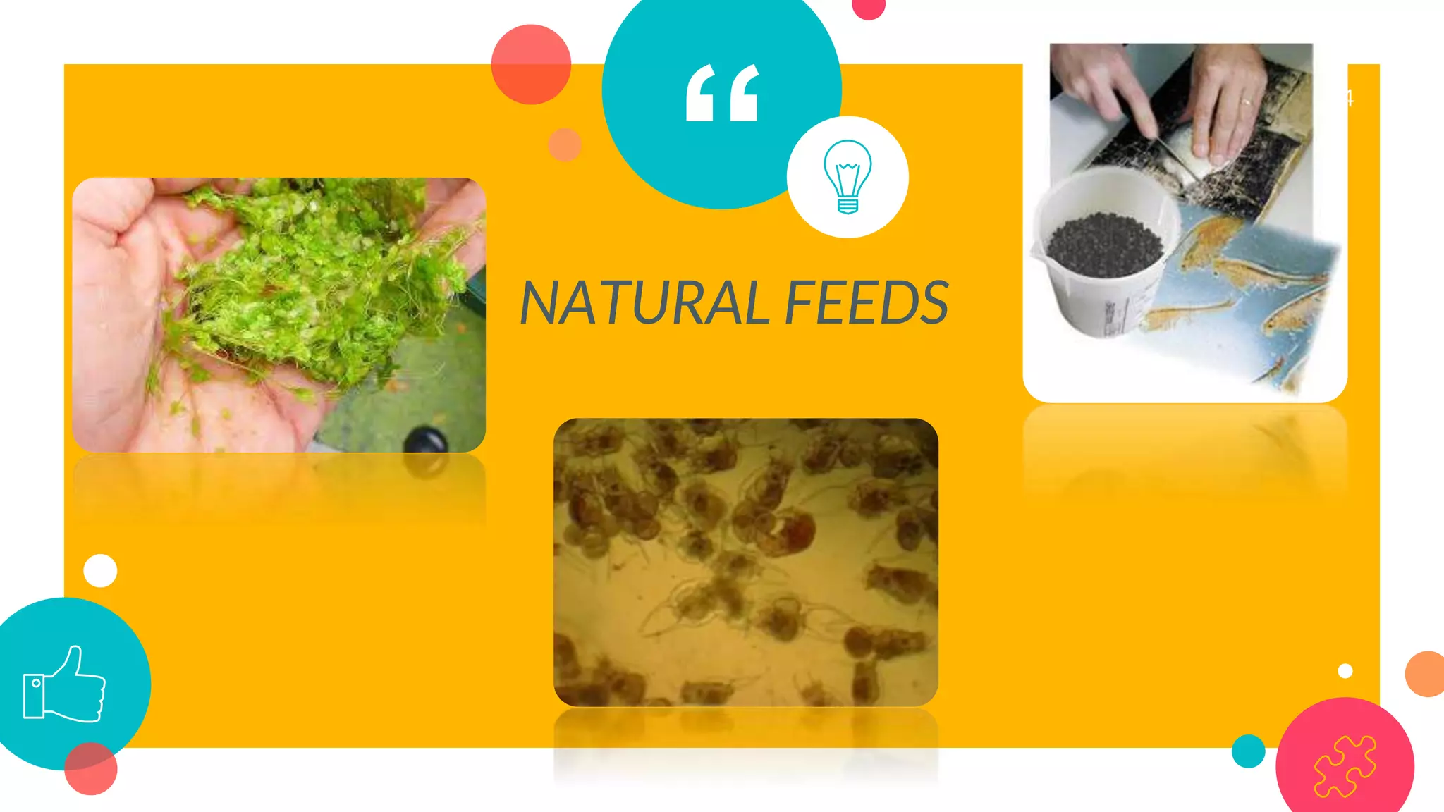 Types of feed | PPTX