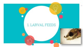 Types of feed | PPTX