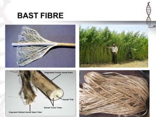 Types of textile fiber | PPT