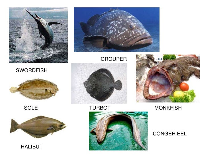 Types of fish