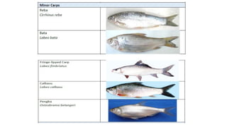 Types of fish.pdf Different types of fish | PDF