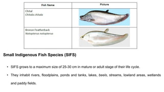Types of fish.pdf Different types of fish | PDF