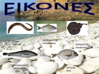 Types of fish 4 from Cyprus | PPTX